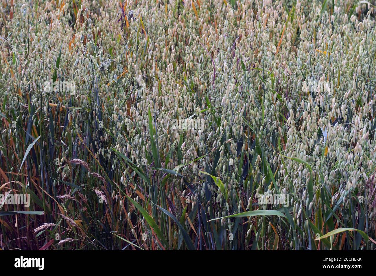 Growing oats hi-res stock photography and images - Alamy