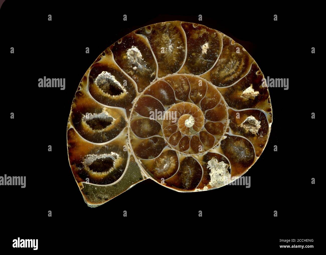 old brown amonite on the black background Stock Photo - Alamy