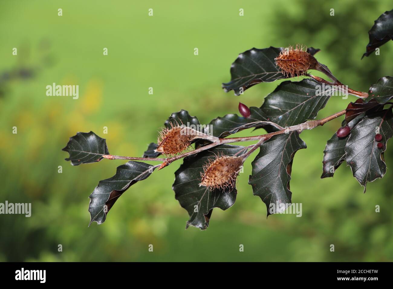 beech gall midge eggs on a European beech tree Stock Photo - Alamy