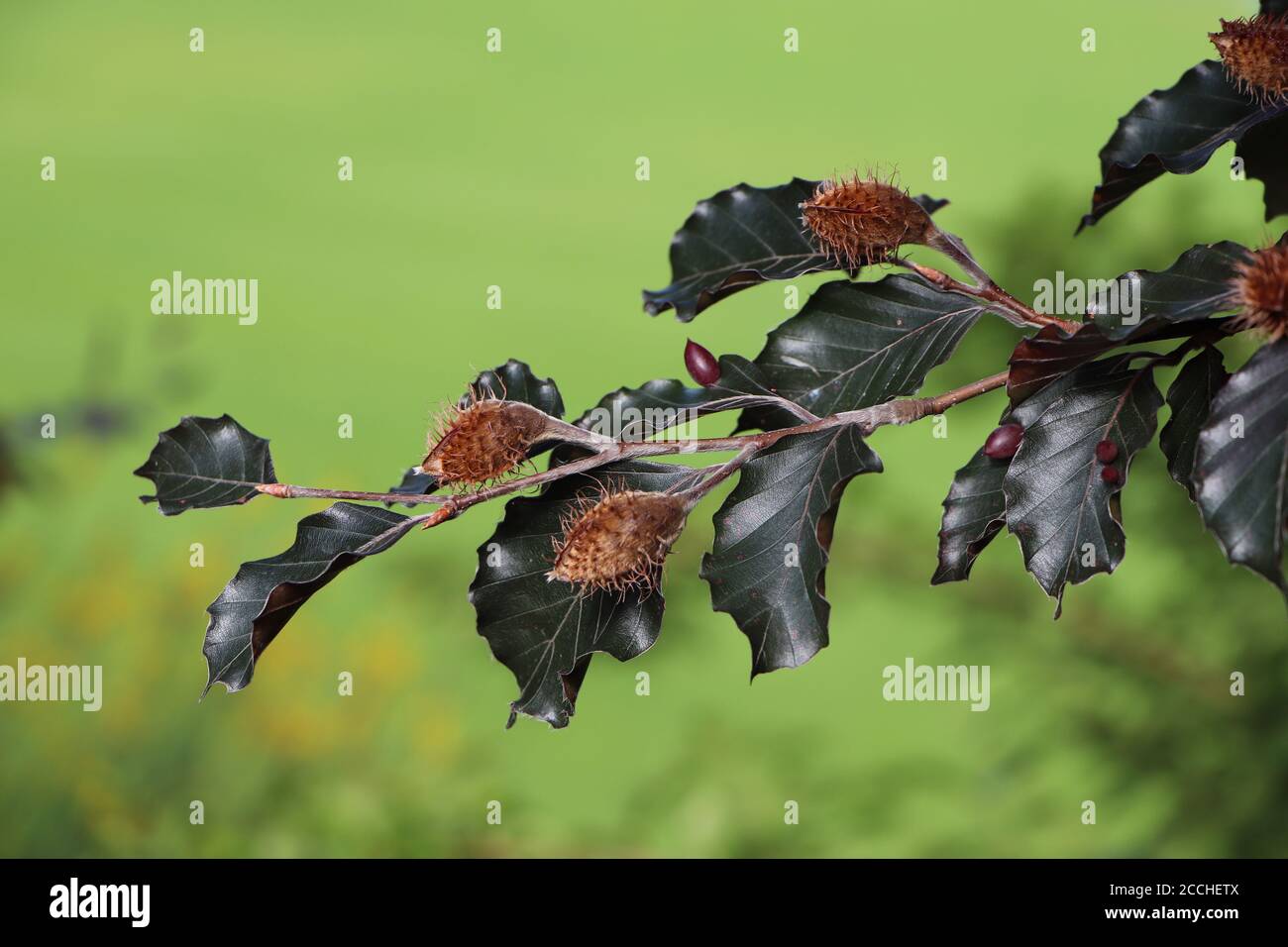 beech gall midge eggs on a European beech tree Stock Photo - Alamy