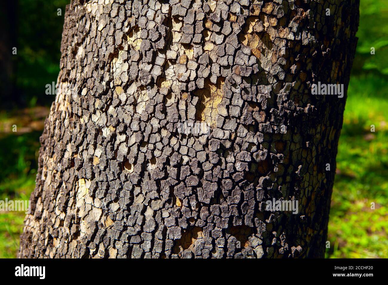 Tree bark in squares pattern . Trunk of conifer tree Stock Photo - Alamy