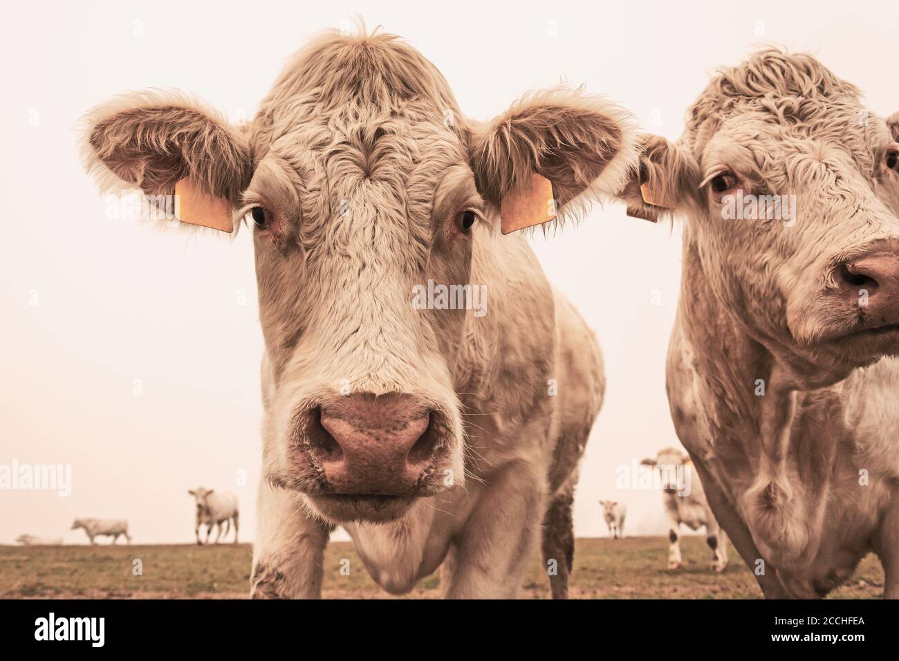 Cow head vintage High Resolution Stock Photography and Images - Alamy