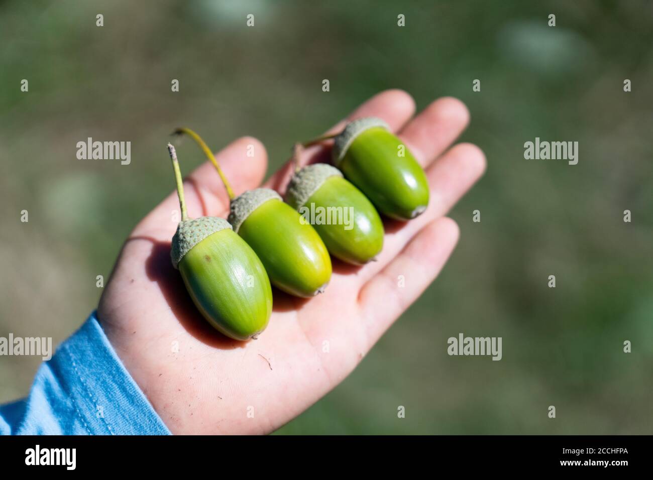 four acorns on a child's palm Stock Photo - Alamy