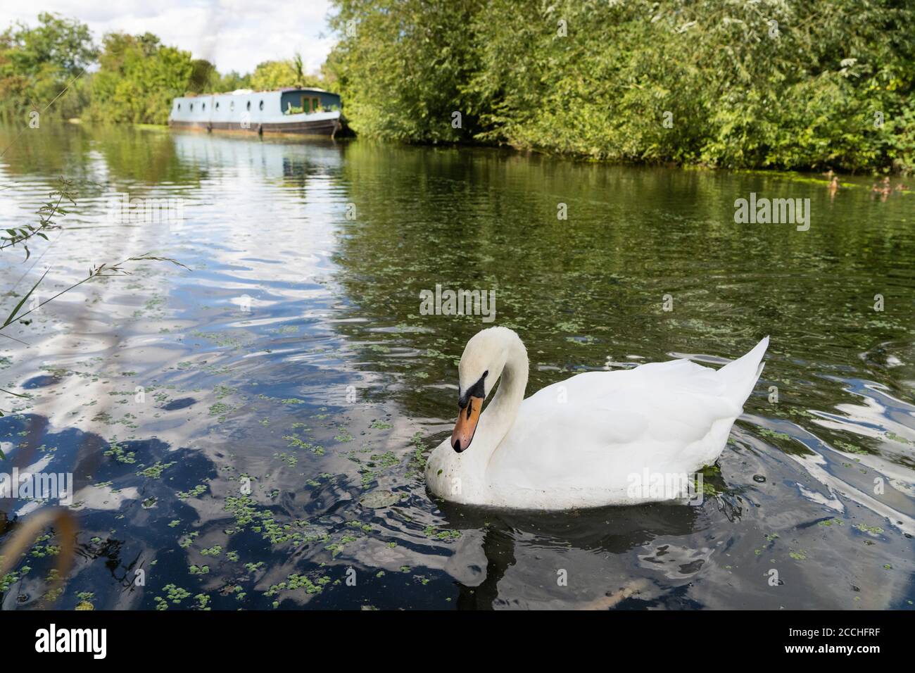 swan on a canal Stock Photo - Alamy