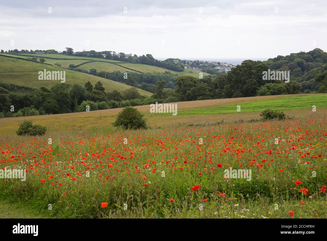 View across field of poppies, Papaver rhoeas, towards Mevagissey from ...