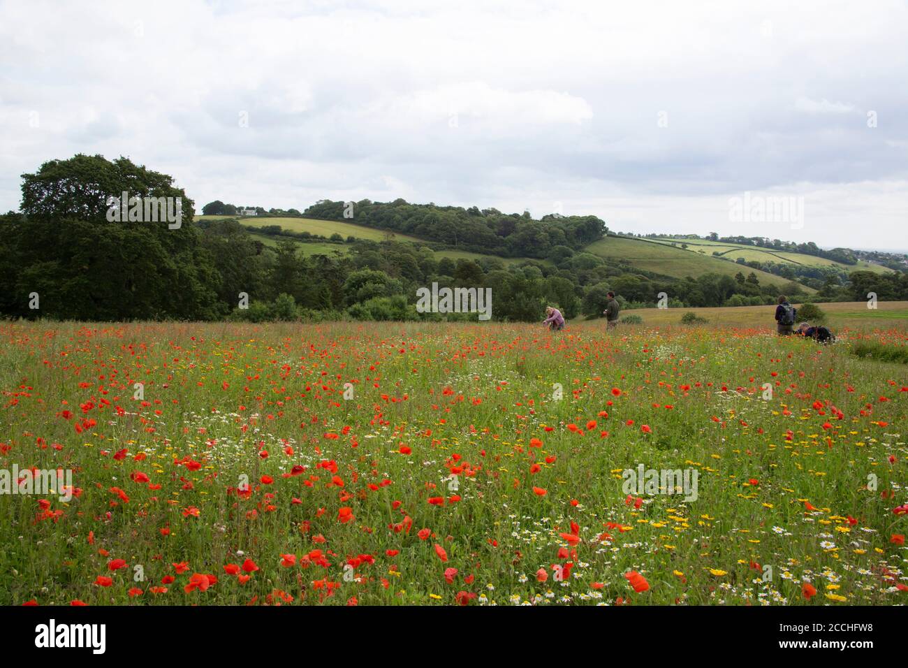 People walking through field of Poppies, Papaver rhoeas, towards ...