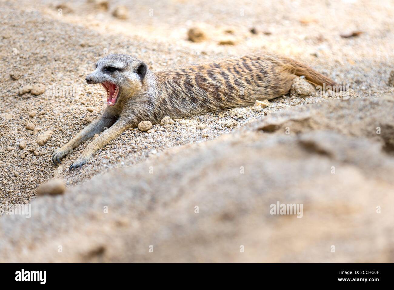 Close up of a tiny meerkat lying on the ground and baring its teeth ...