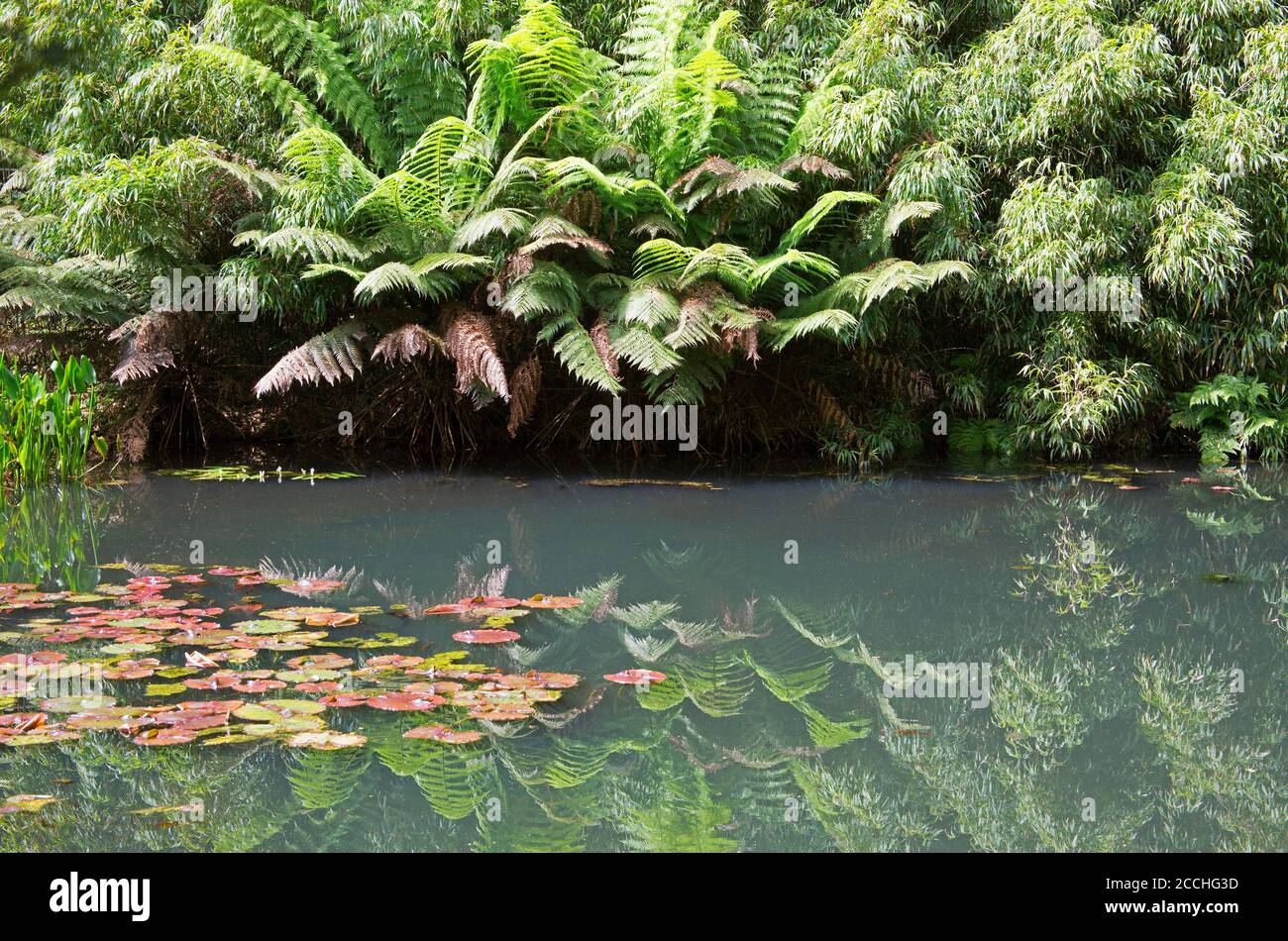 Lost Gardens Of Heligan High Resolution Stock Photography and Images ...