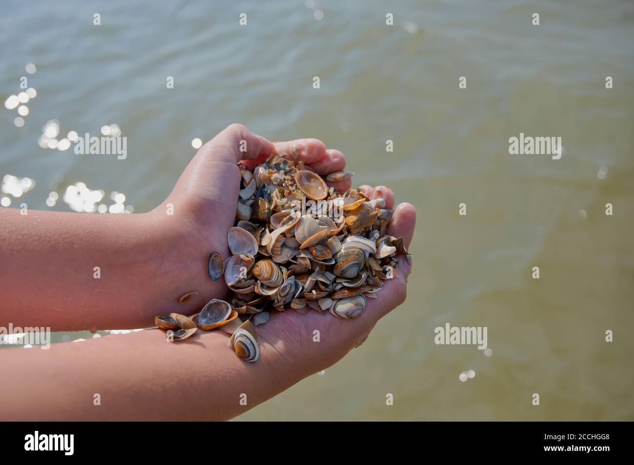Hands holding shells hi-res stock photography and images - Alamy