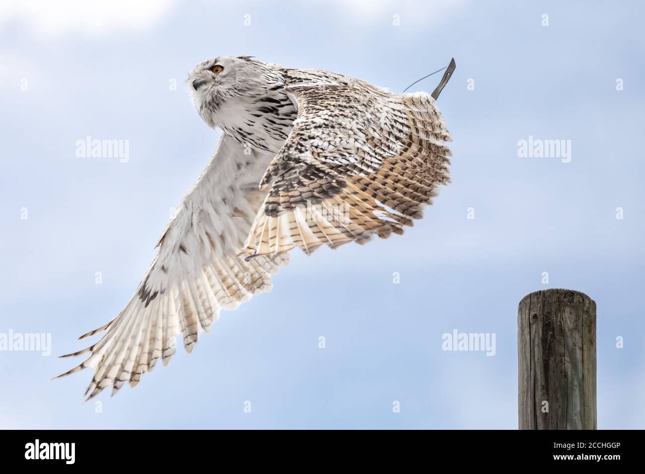 Owl spread wings hi-res stock photography and images - Alamy