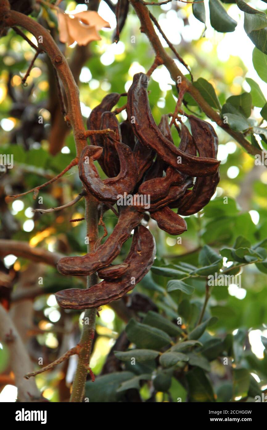 carob plant (ceratonia siliqua) exotic fruits background Stock Photo ...