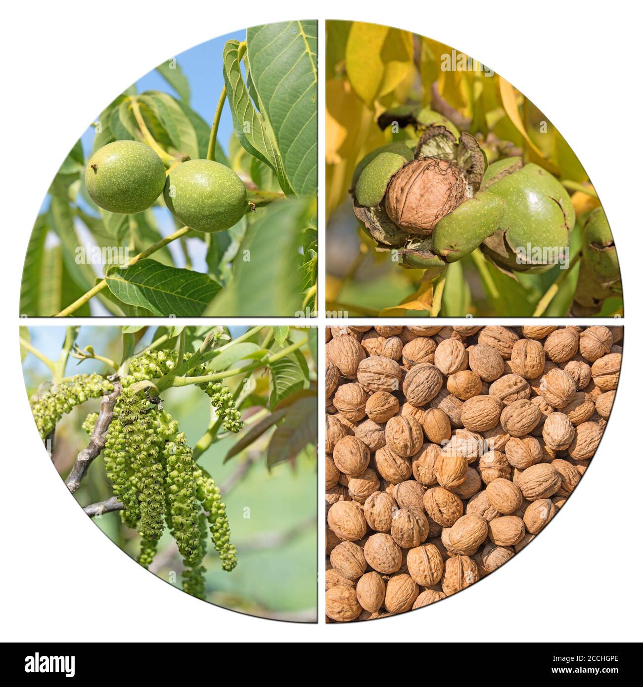The growth of walnuts, juglans regia, in a collage Stock Photo - Alamy