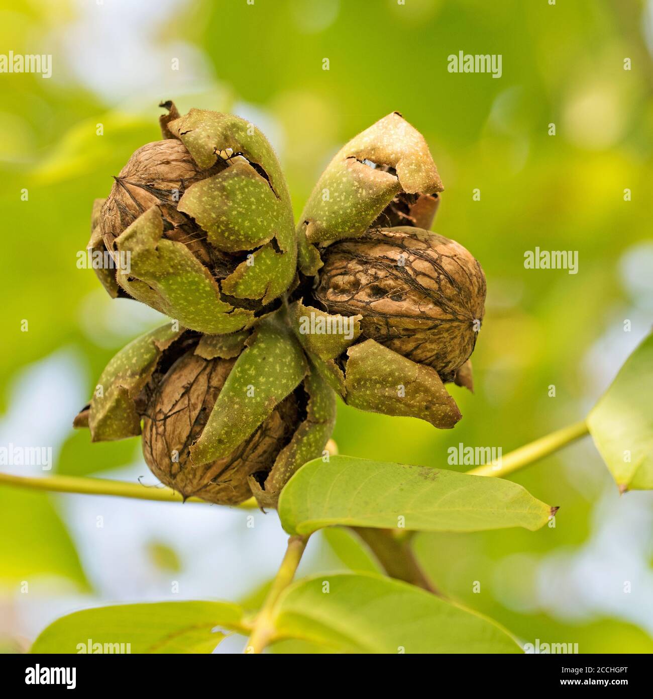 Walnuts tree hi-res stock photography and images - Alamy