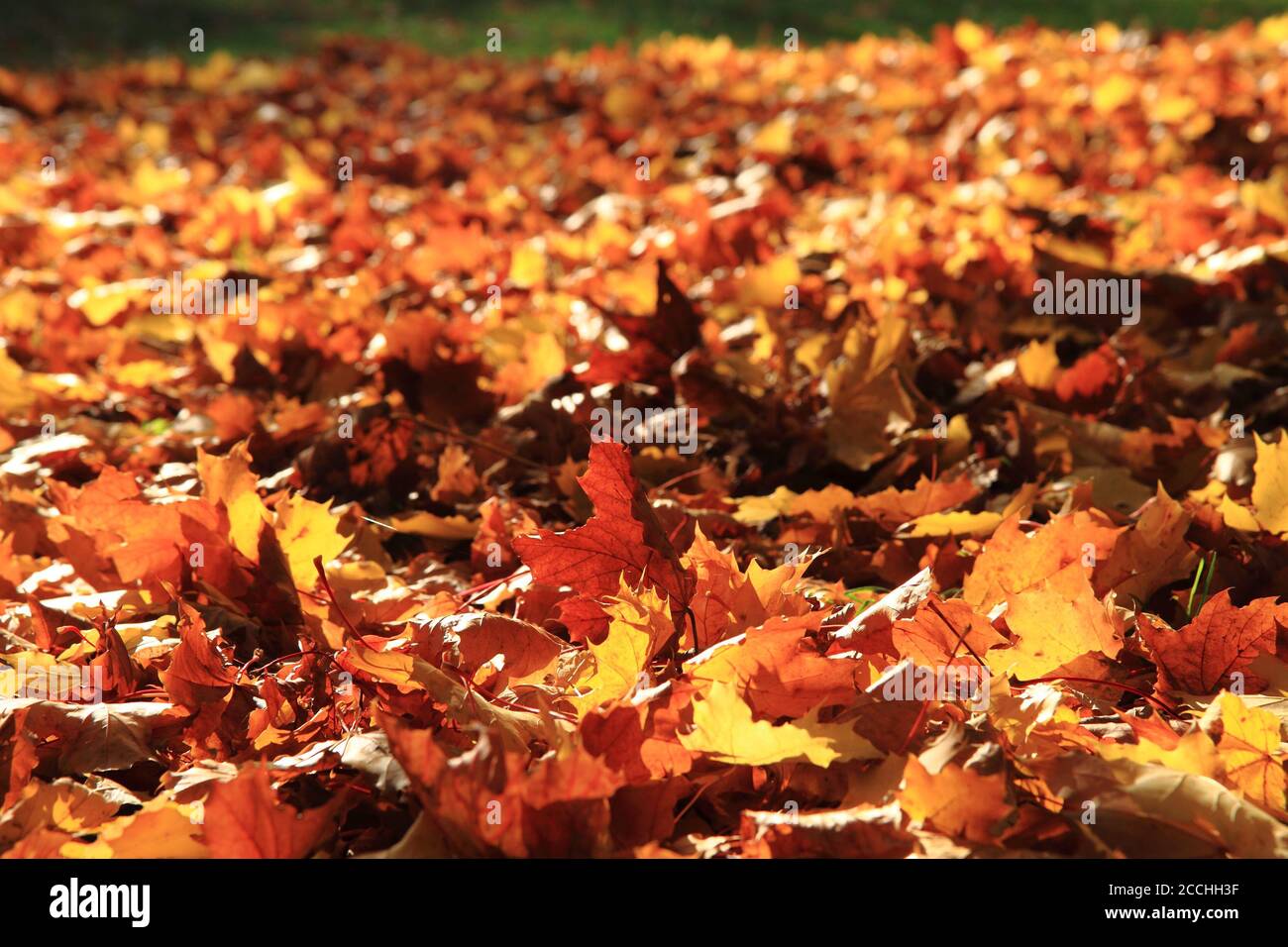 autumn color leaves as nice seasonal natural background Stock Photo - Alamy