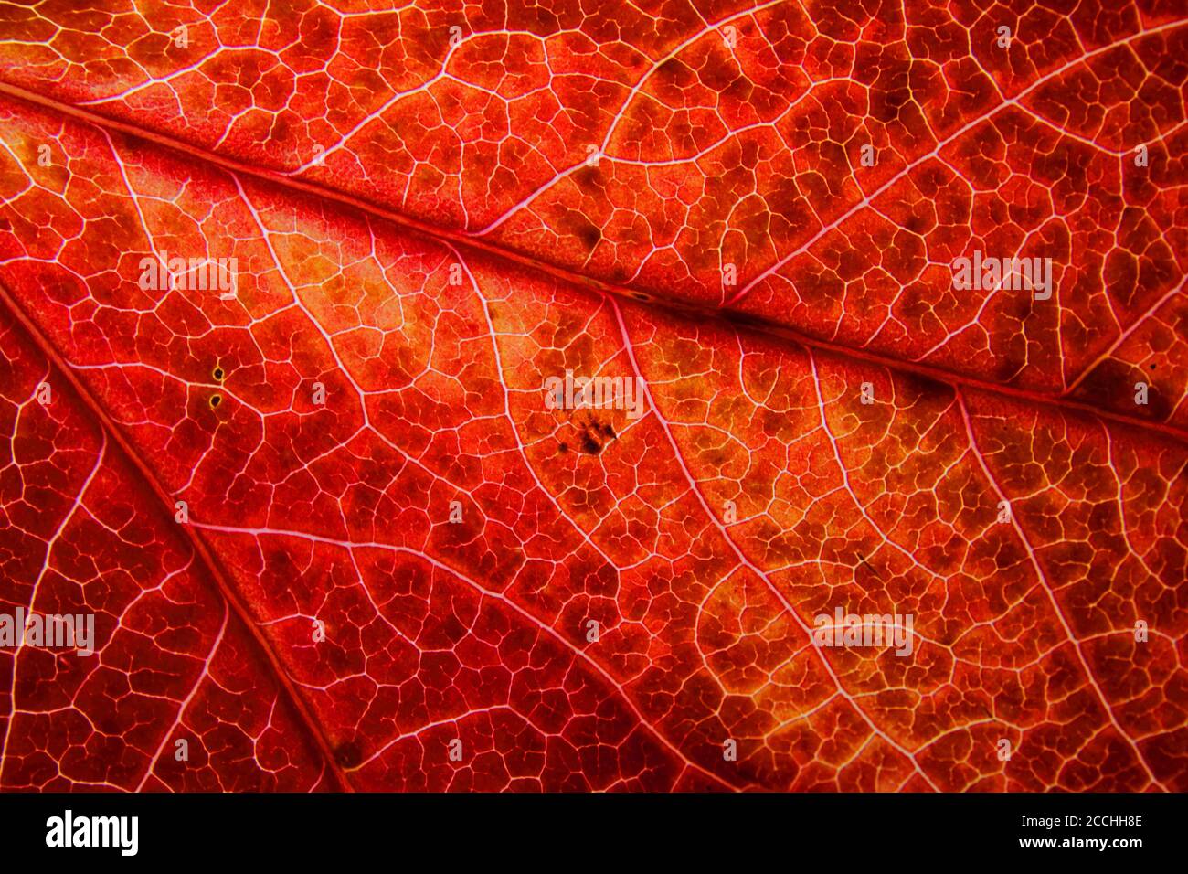 detail of red autumn leaf as nice natural texture Stock Photo - Alamy