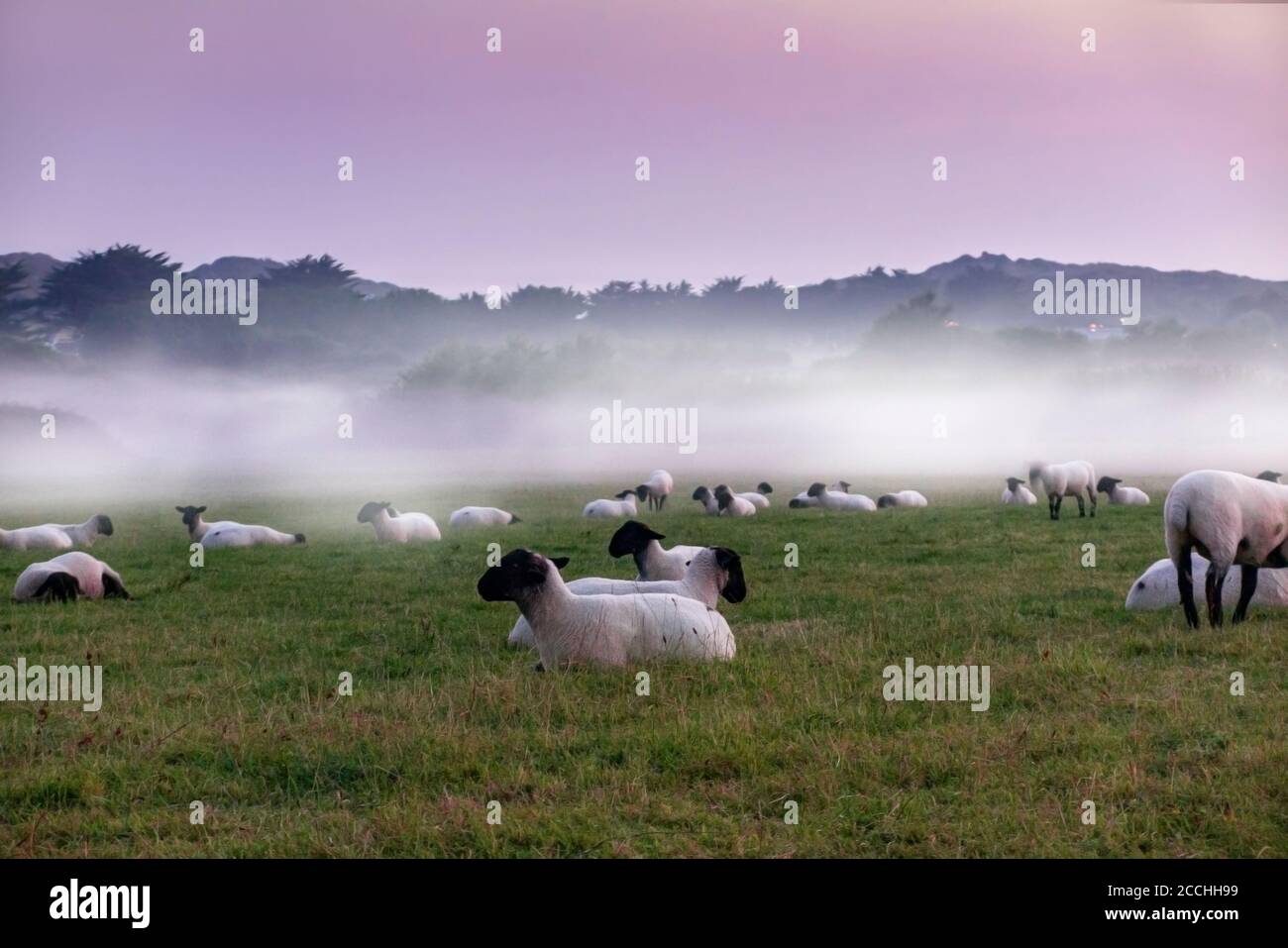 Sheep relax at dusk as a sea mist rolls in from the coast Stock Photo ...