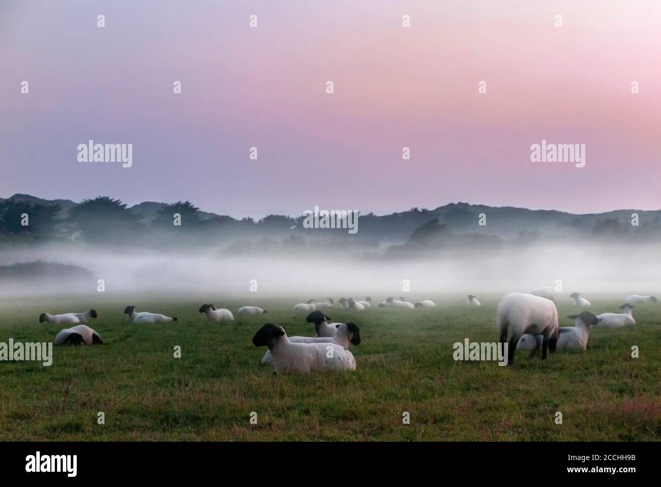 Sheep relax at dusk as a sea mist rolls in from the coast Stock Photo ...
