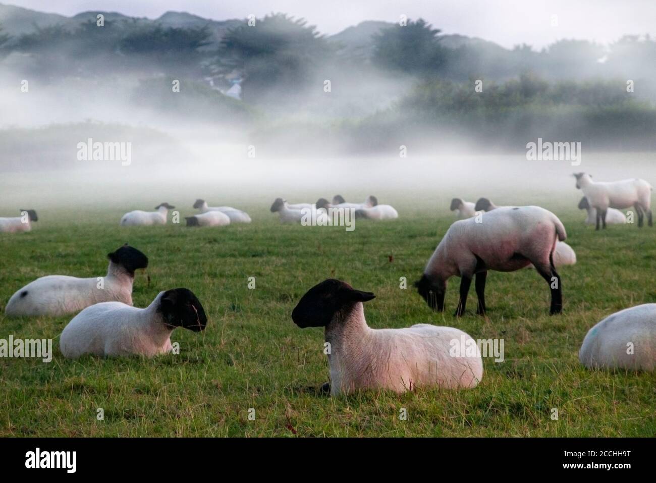 Sheep relax at dusk as a sea mist rolls in from the coast Stock Photo ...