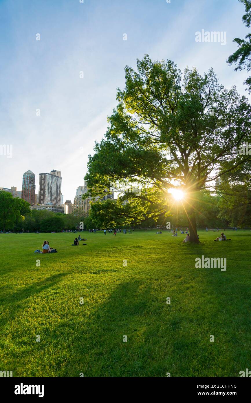 Spring sunset illuminates fresh green trees in Sheep Meadow Central ...