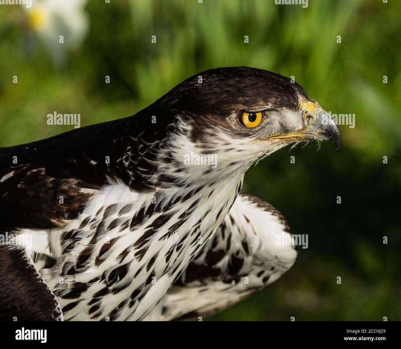 African Hawk-Eagle, Aquila Spilogaster, head shot Stock Photo - Alamy