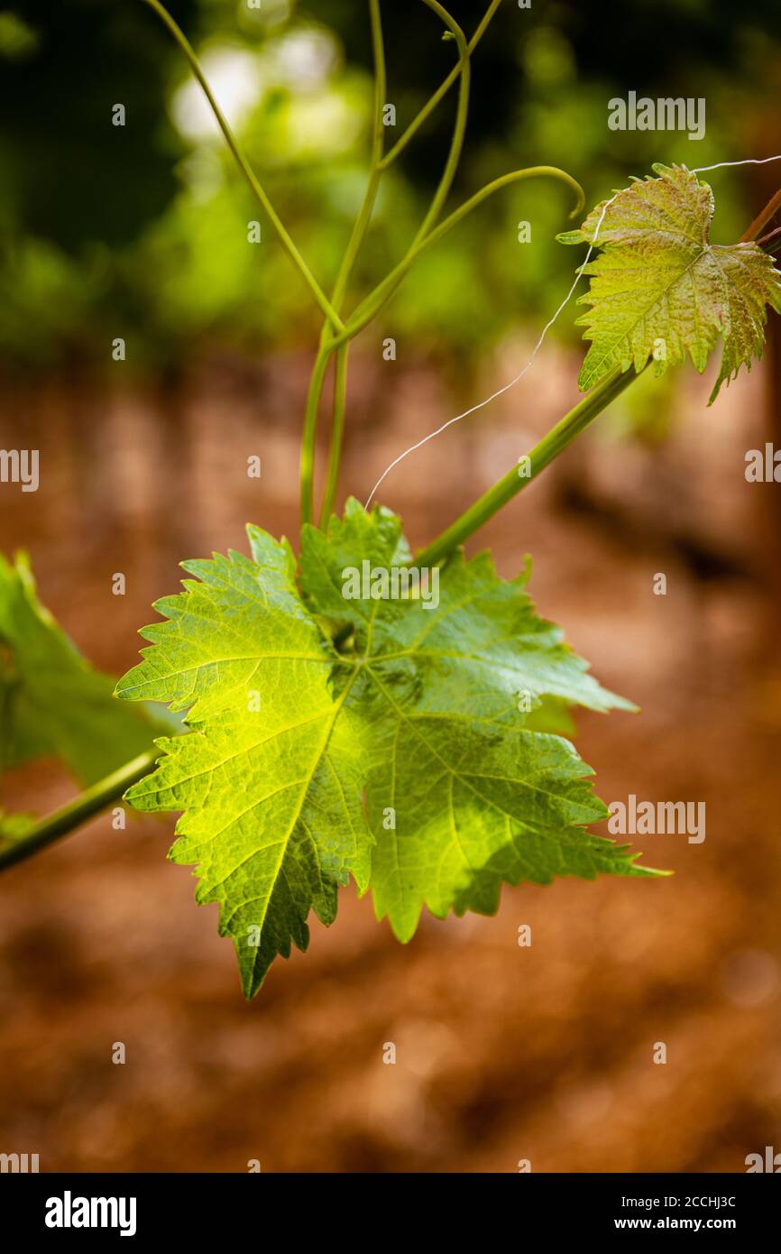first buds and leaves of the vine in spring in the field Stock Photo ...