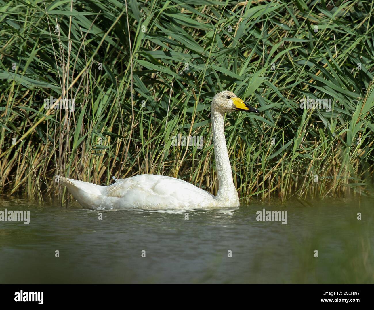 Yellow bill swan hi-res stock photography and images - Alamy