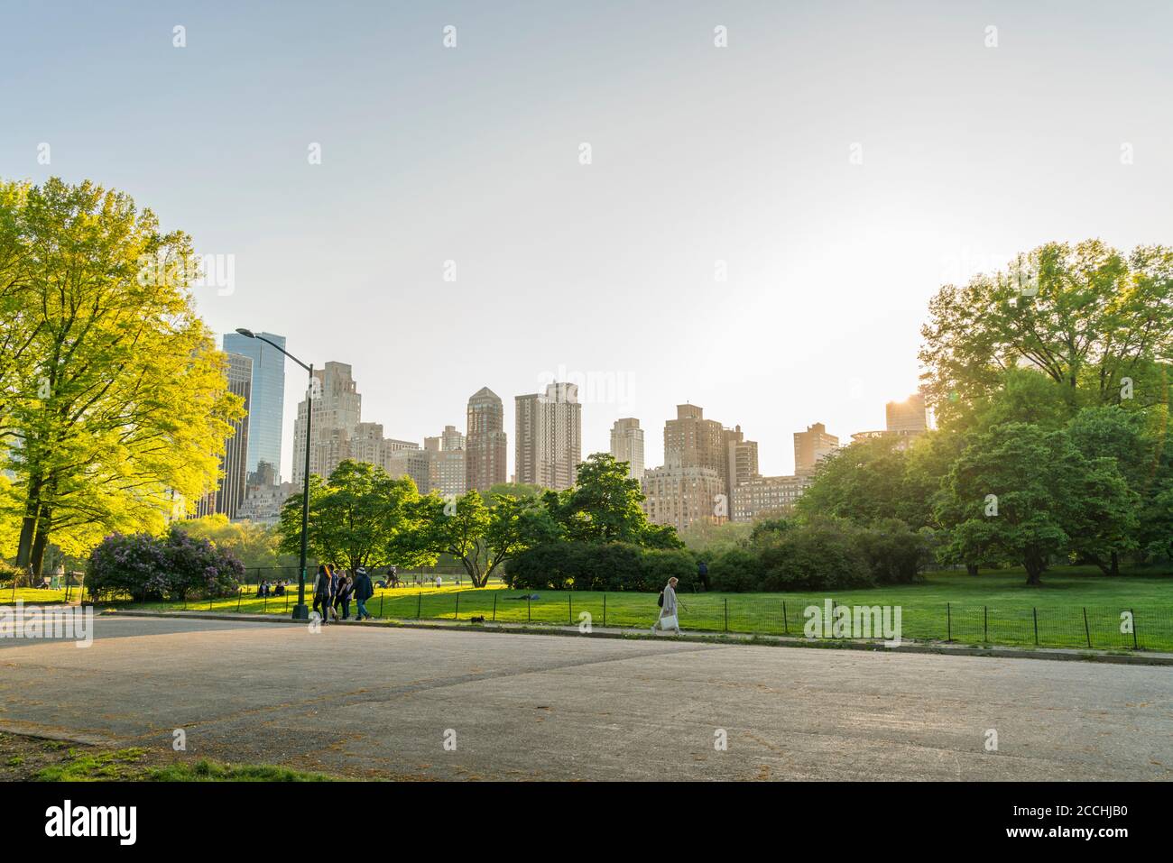 Spring sunset illuminates the fresh green trees in the Central Park ...