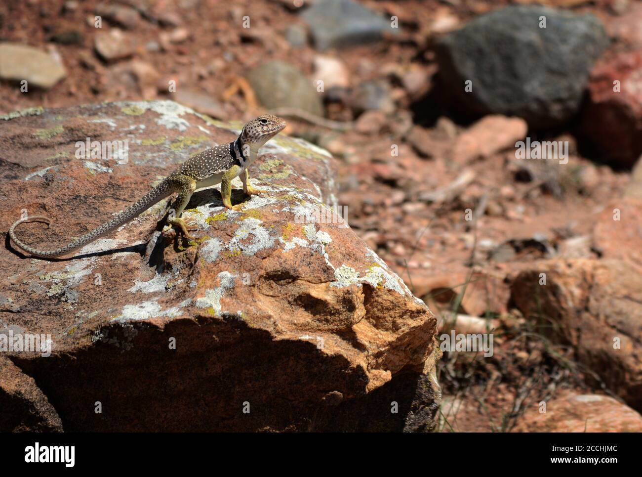 An Eastern collared lizard (Crotaphytus collaris) stands on a rock ...