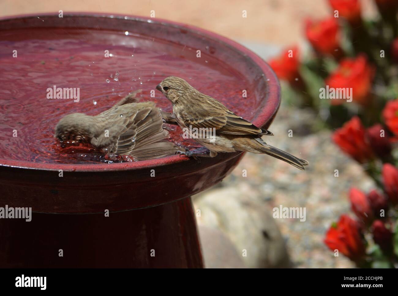 Female house finches hi-res stock photography and images - Alamy