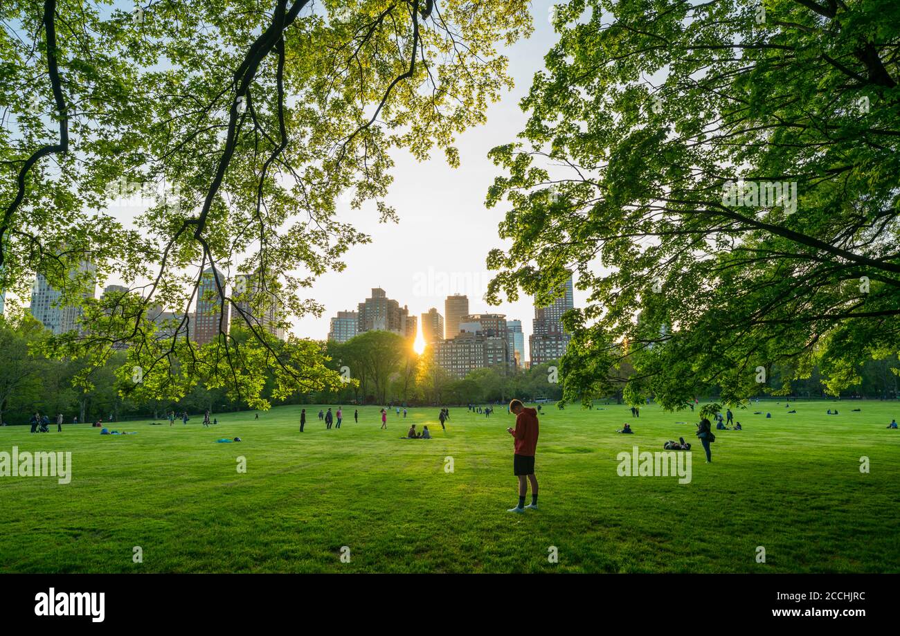 Central park famous sunset sheep hi-res stock photography and images ...