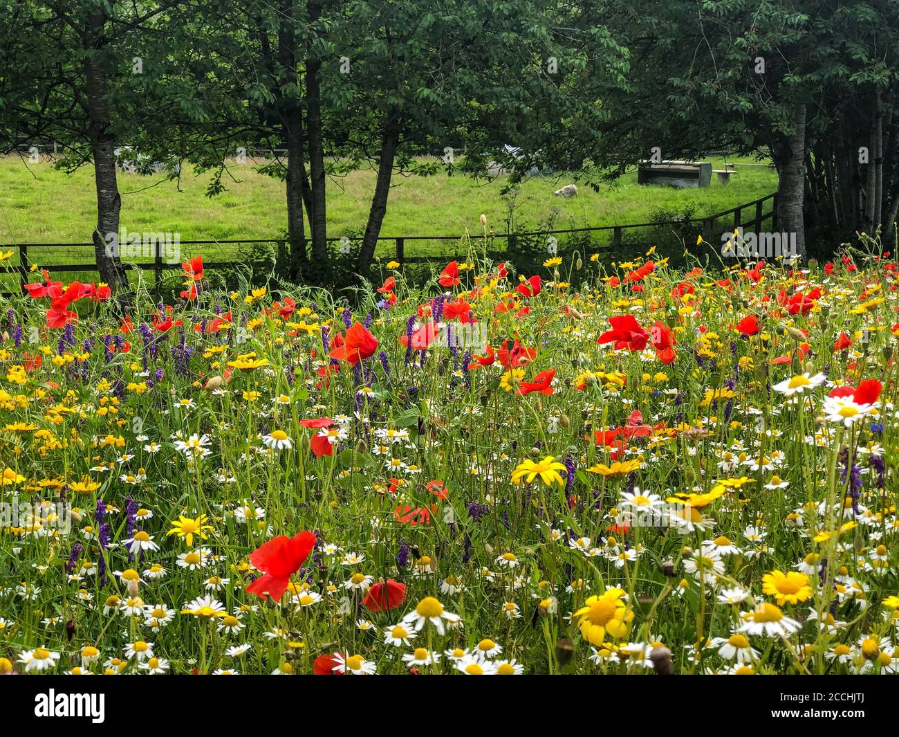 Wildflower meadow ireland hi-res stock photography and images - Alamy