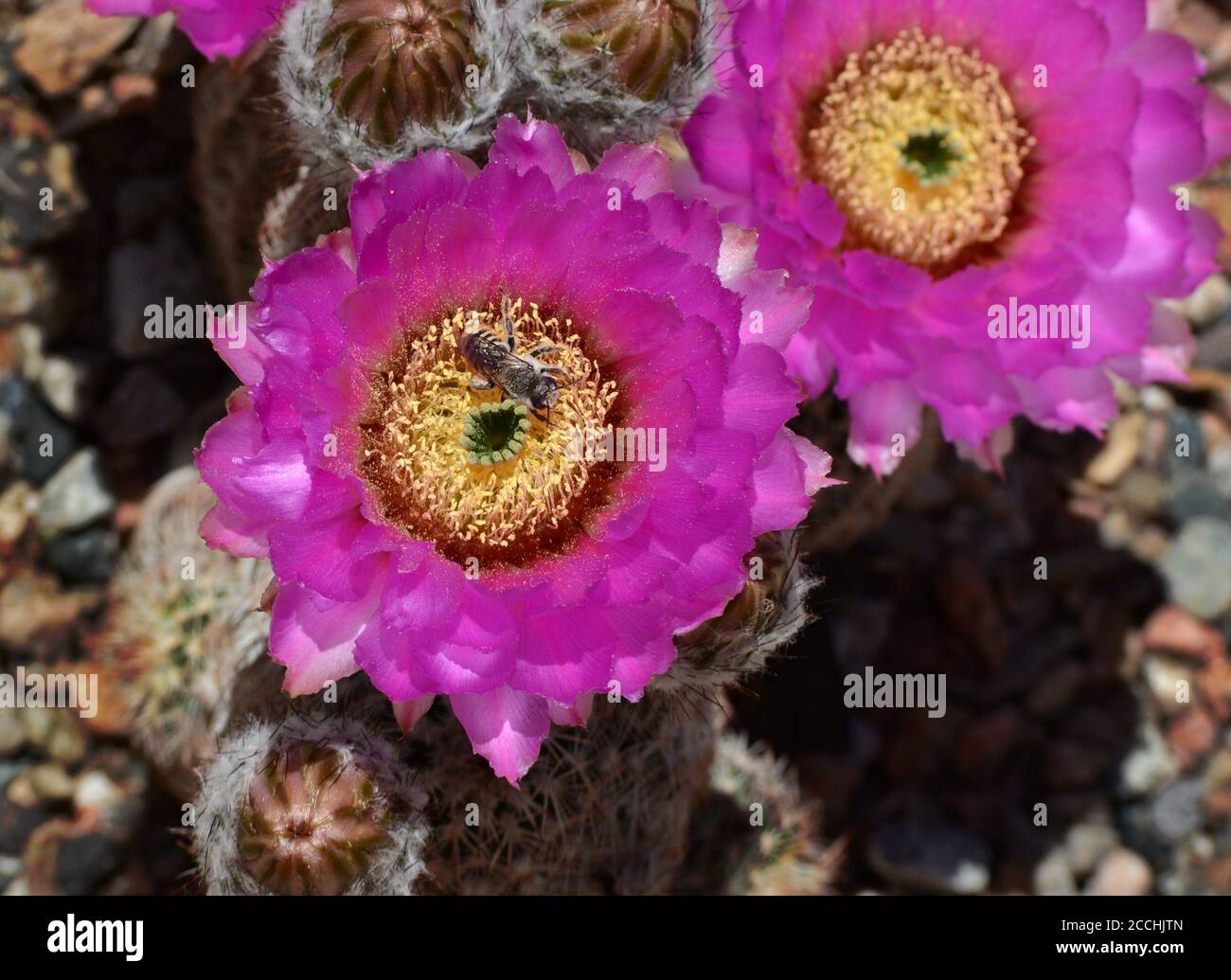 New mexico desert spring flowers hi-res stock photography and images ...