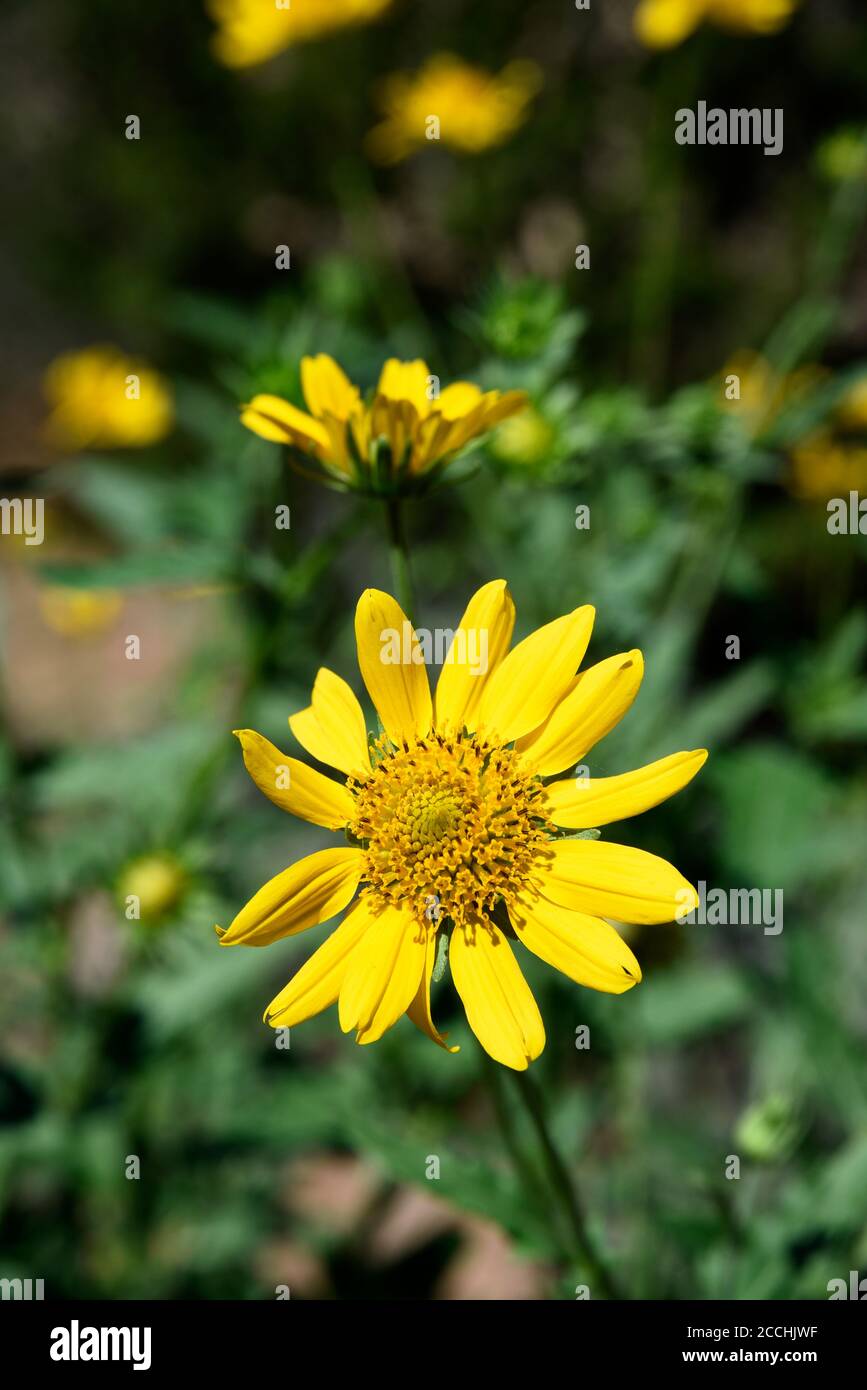 A wildflower blooms in the American Southwest Stock Photo - Alamy