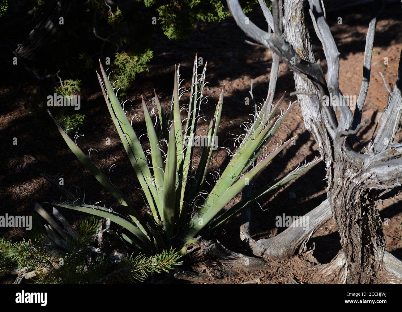 A yucca plant grows beside a dead juniper tree in the American ...