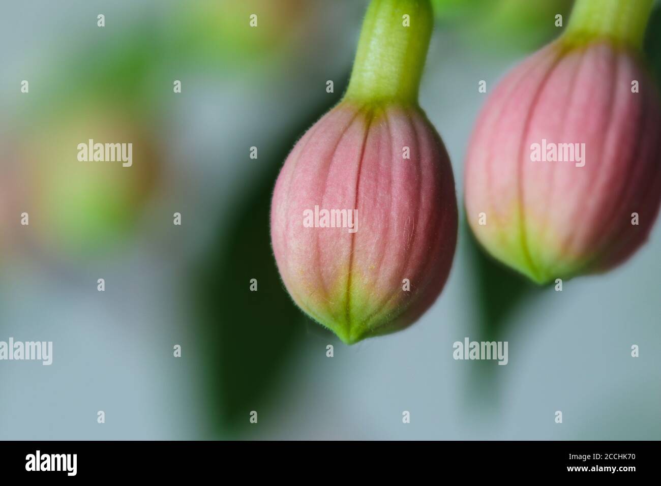 Fuchsia bud hi-res stock photography and images - Alamy