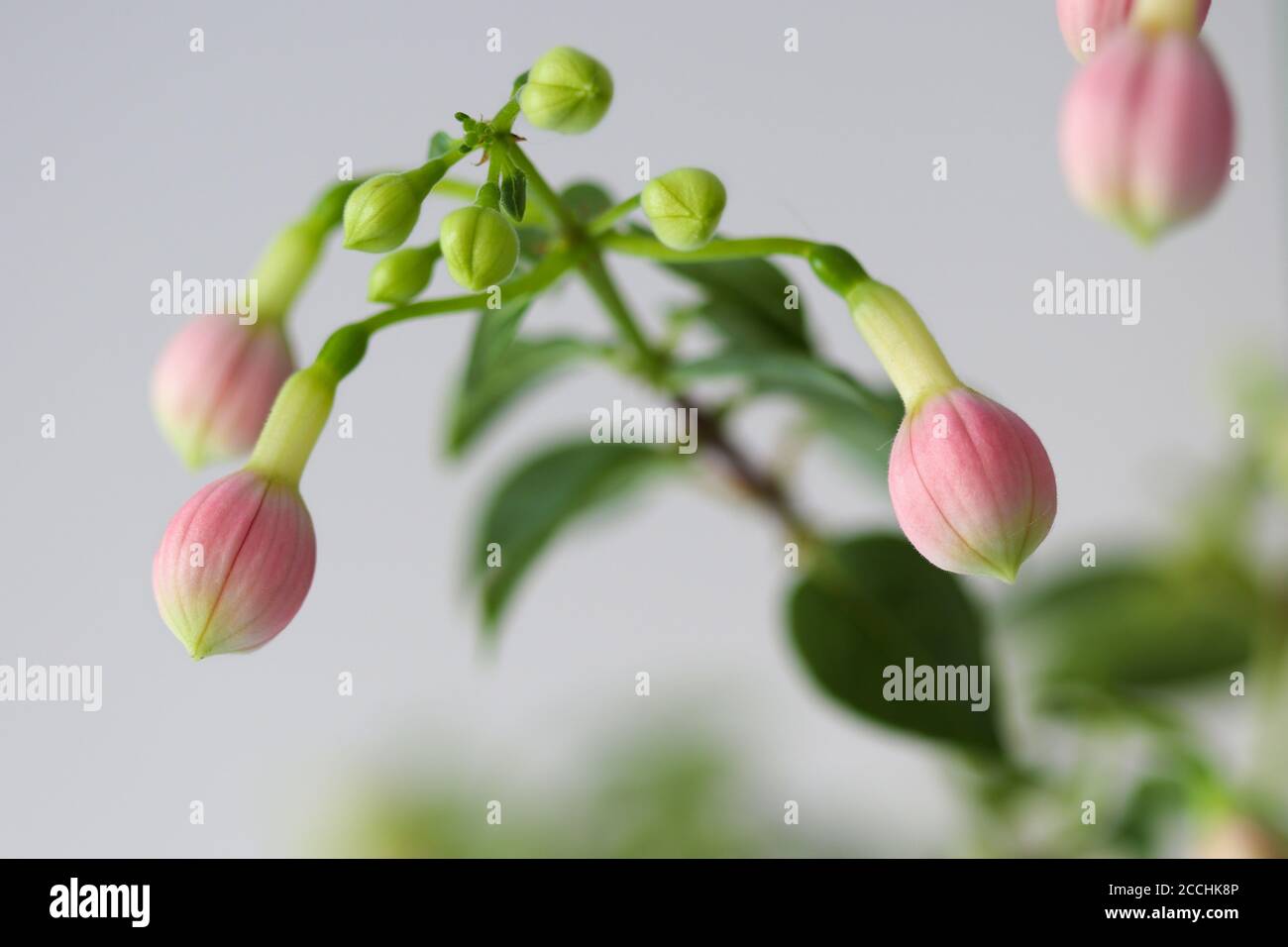 Close up on closed pink buds of fuchsia flower Stock Photo - Alamy