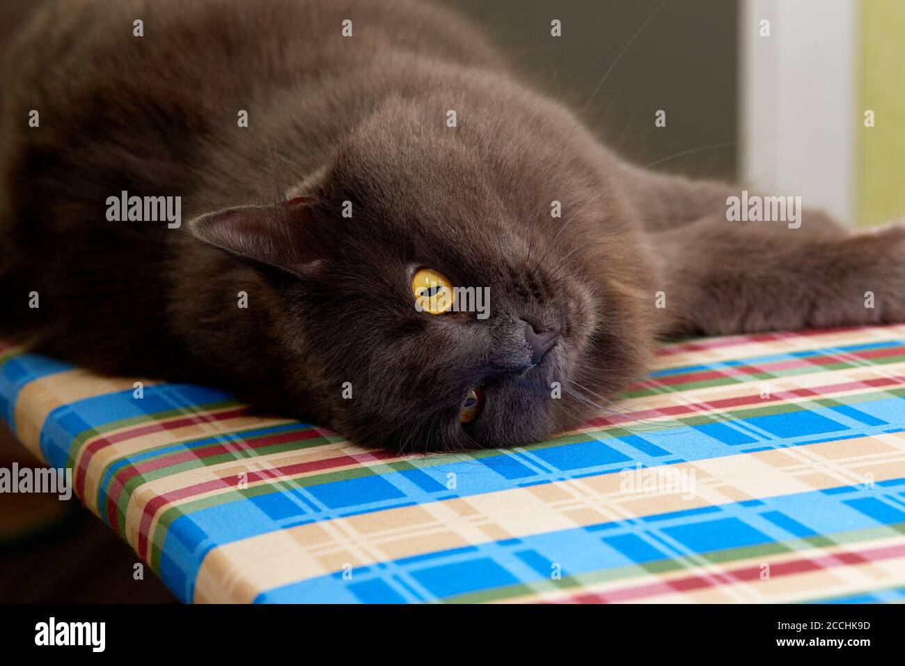 Nebelung Kitten High Resolution Stock Photography and Images - Alamy