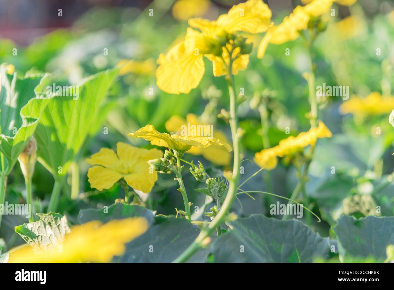 Shallow DOF bee pollination on blooming Luffa plant growing on pergola ...