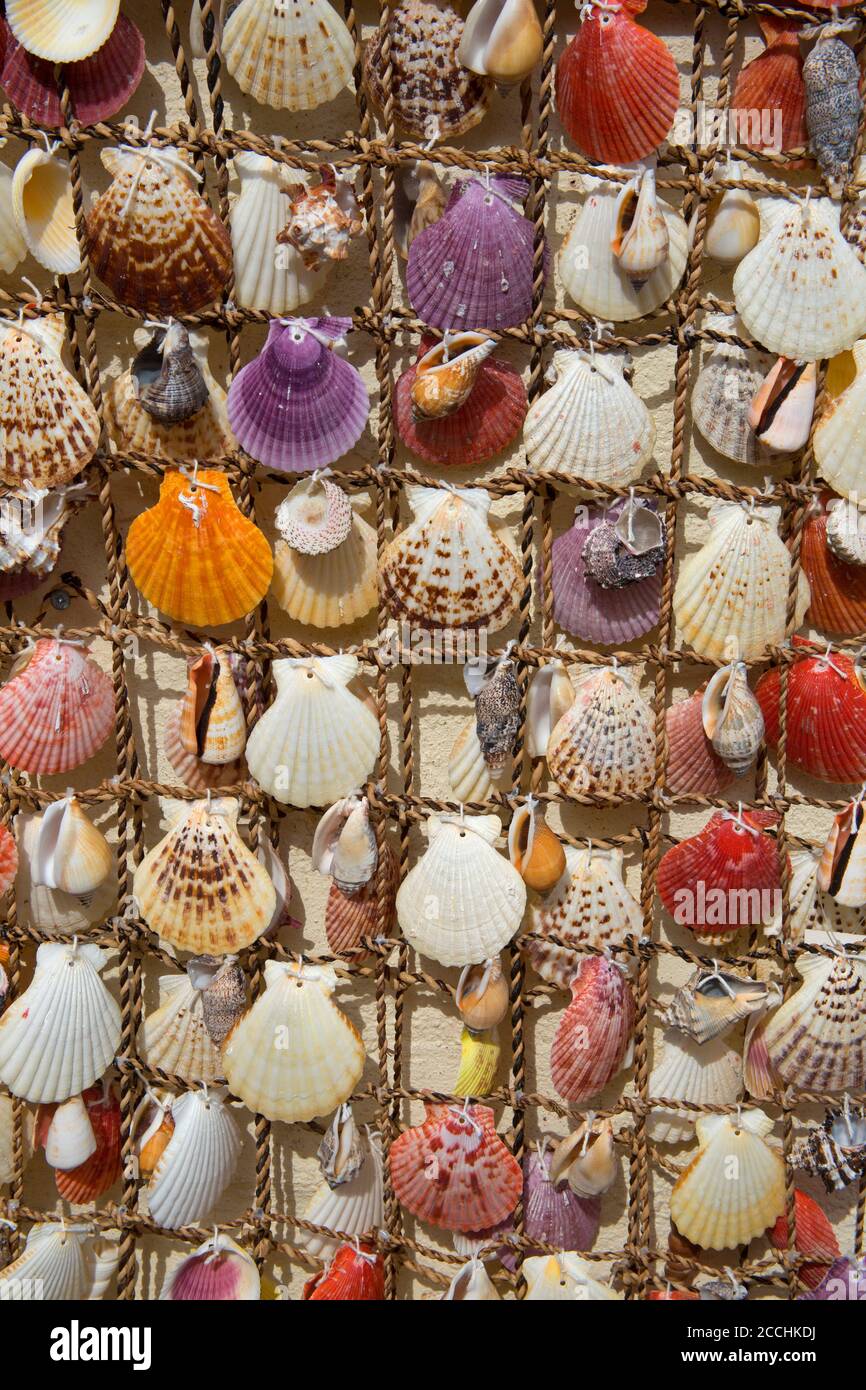 Rows of brightly coloured empty scallop shells displayed on wall ...