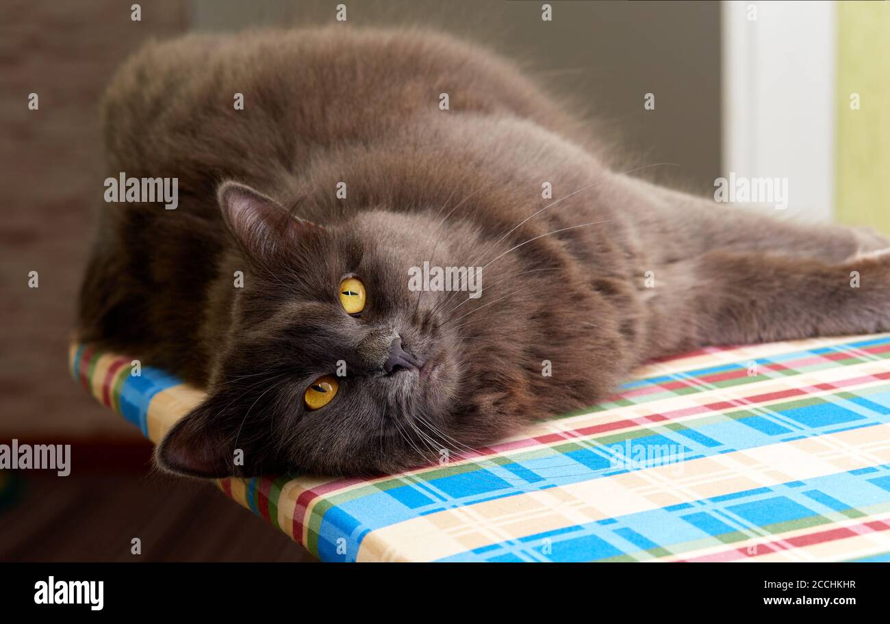 Nebelung kitten hi-res stock photography and images - Alamy