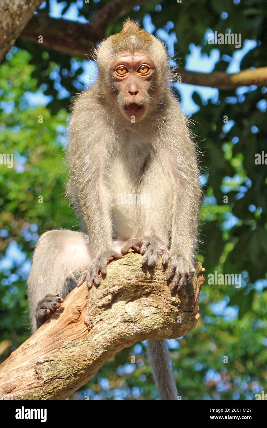 Monkey in tree Stock Photo - Alamy