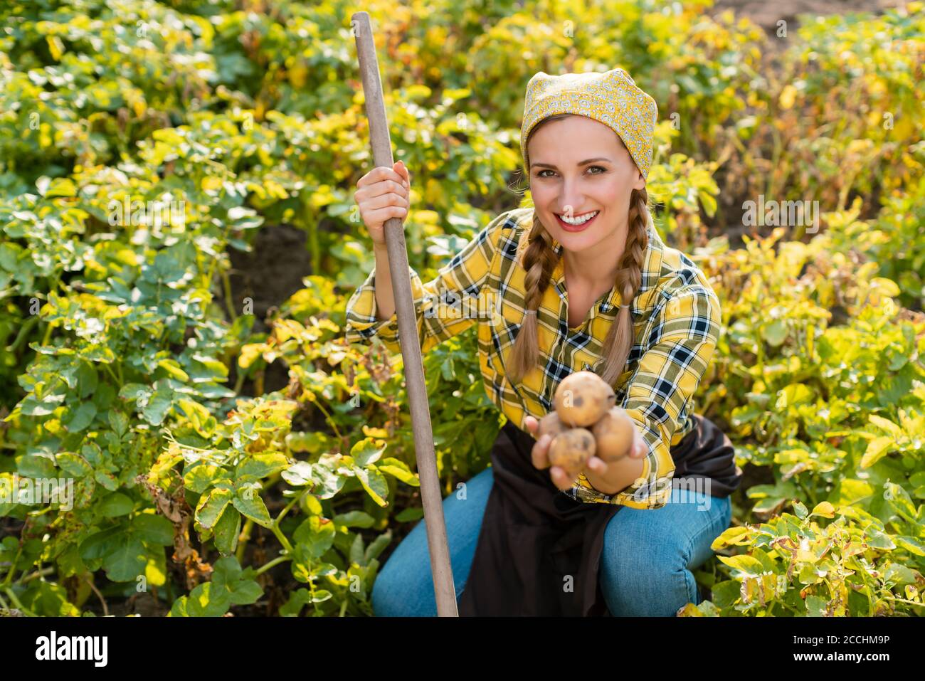 Famer woman presenting her potatoes during harvest Stock Photo - Alamy