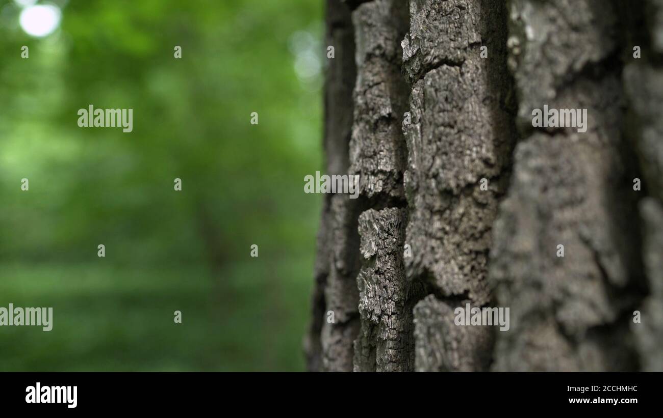The bark of a century old oak. Thick layer of bark on oak. The bark ...