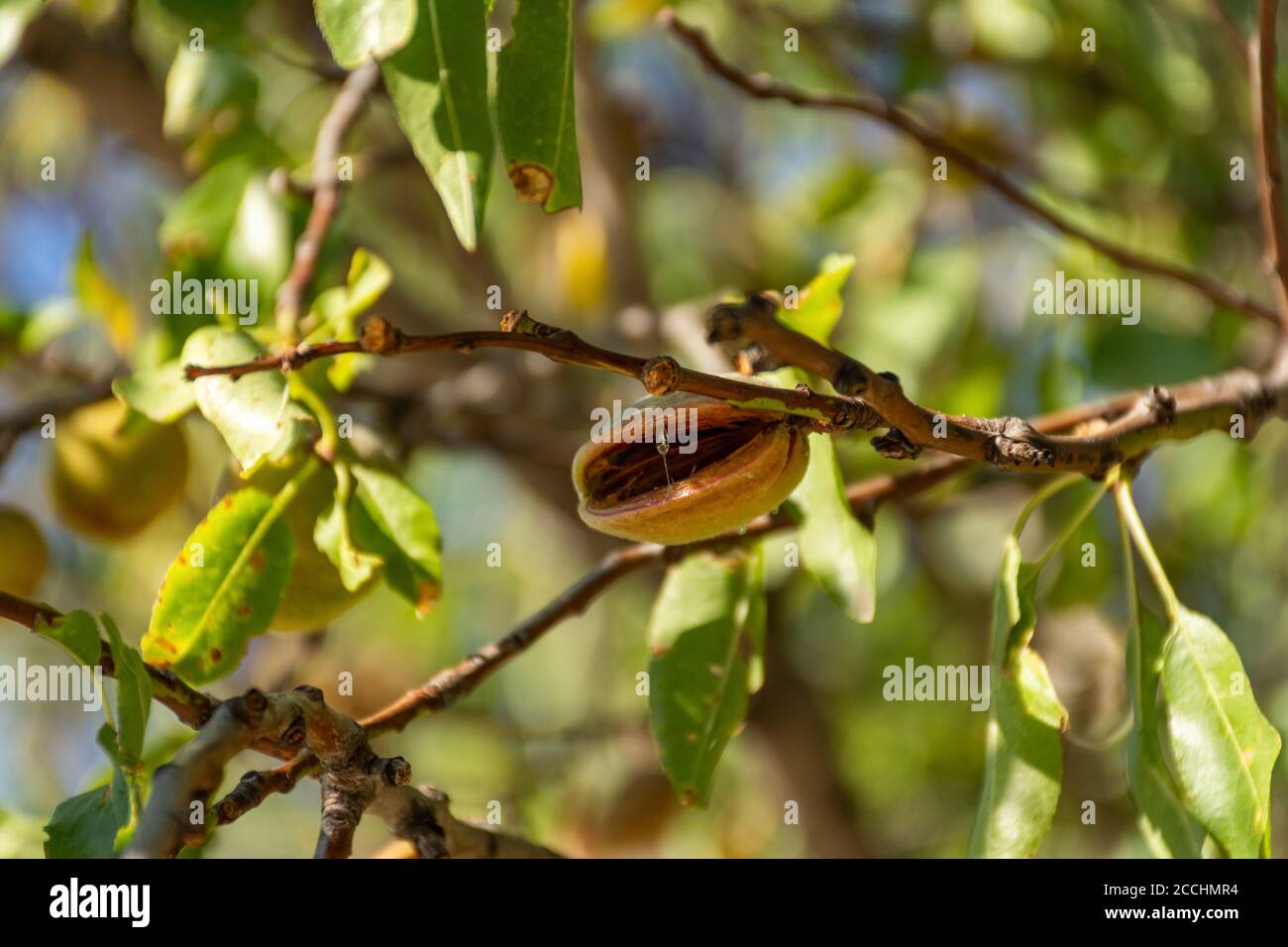 Ripe almonds on a tree branch in the sunlight. The shell opens and the ...