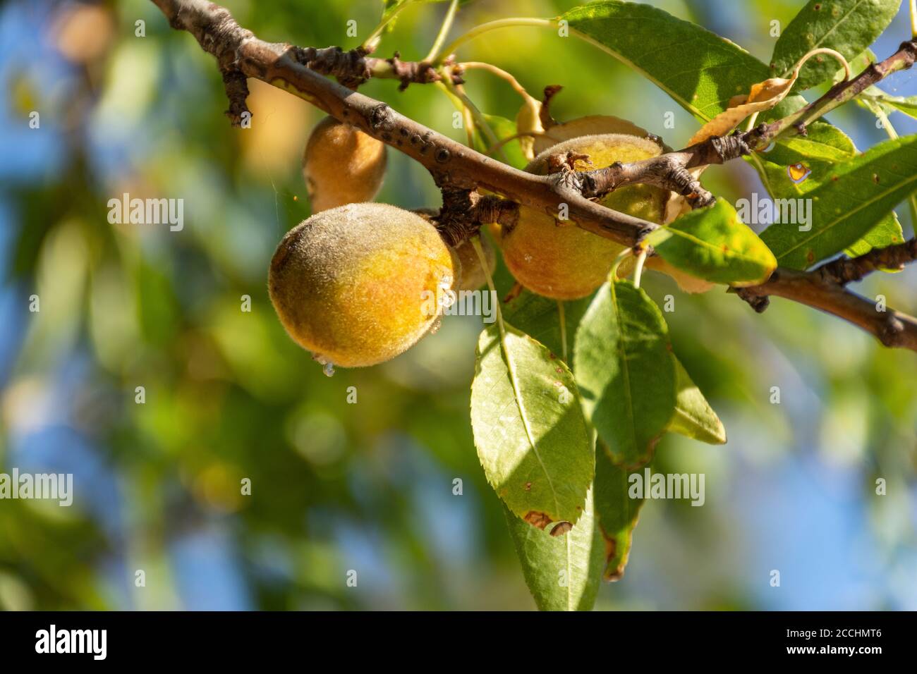 Ripe almonds on a tree branch in the sunlight. The shell opens and the ...