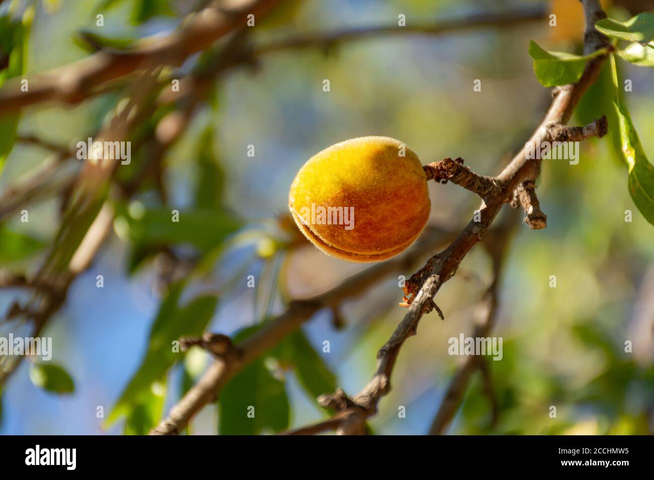 Almond orchards hi-res stock photography and images - Alamy