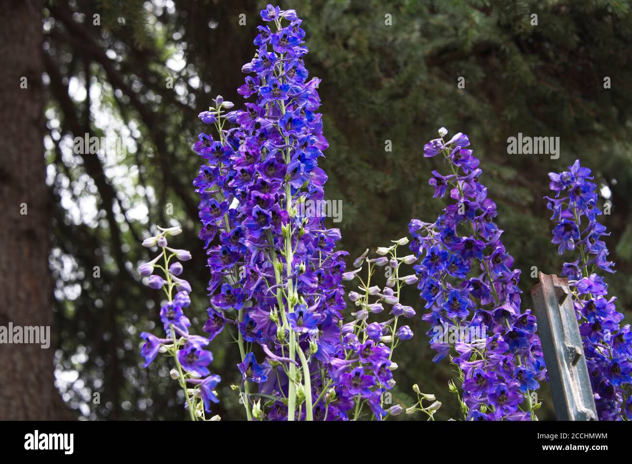 Blue Flowers in Fairbanks Alaska Stock Photo - Alamy