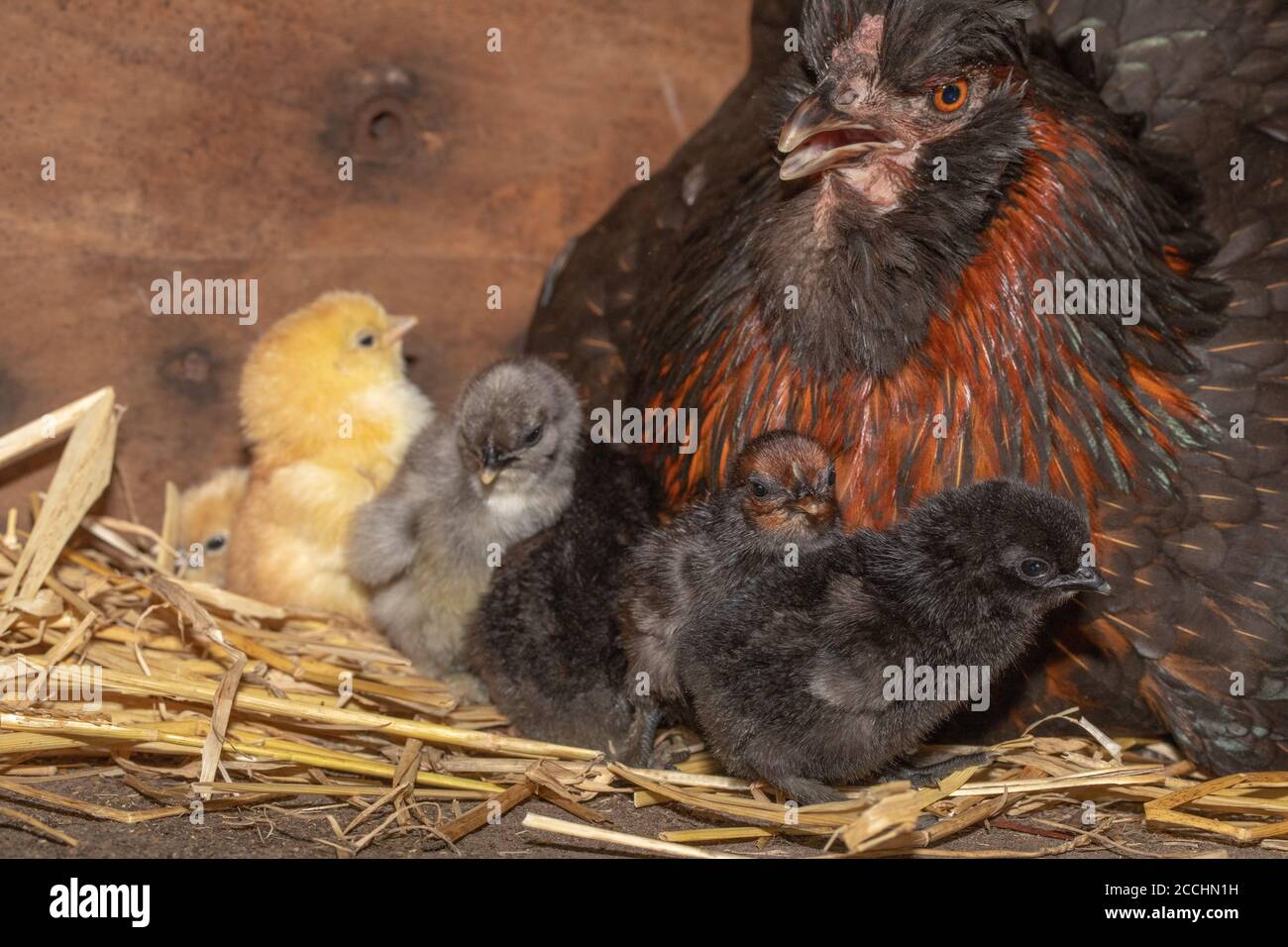 Hen Breeding Box High Resolution Stock Photography and Images - Alamy