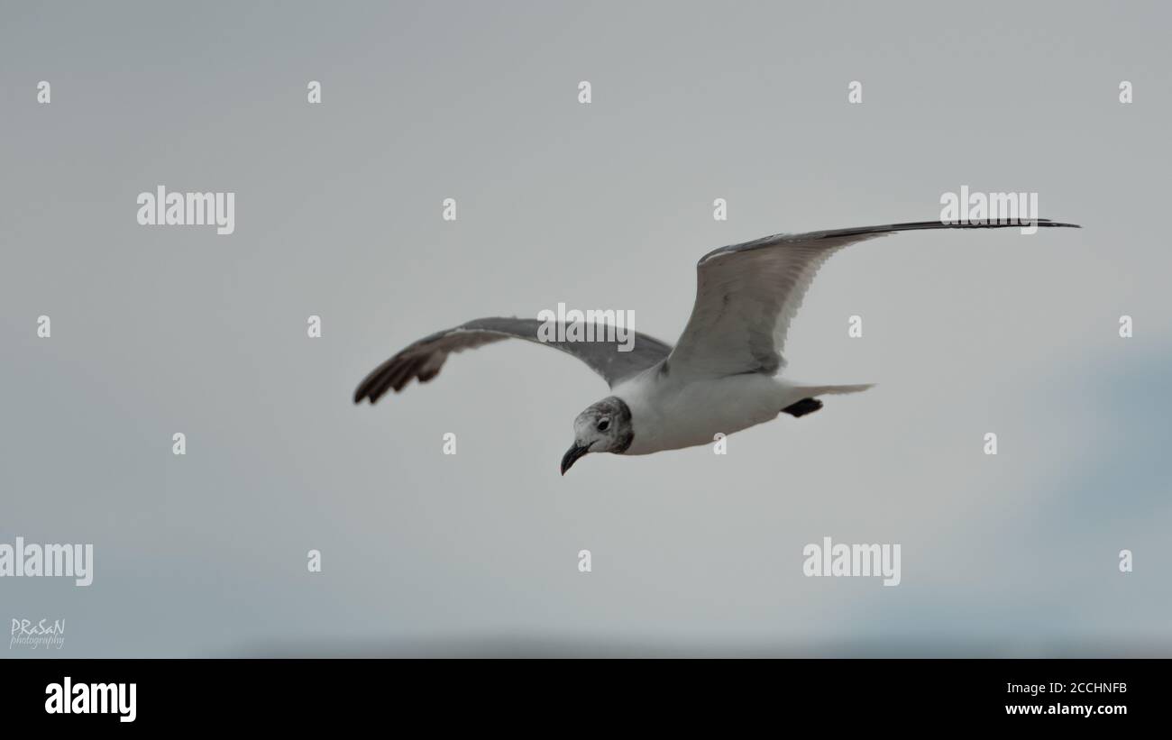 Bird Flying Dog Jumping Stock Photo - Alamy