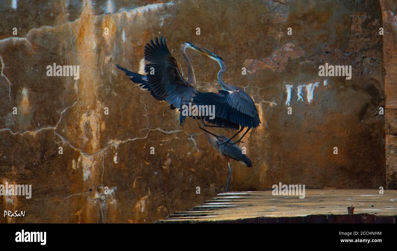 Bird Flying Dog Jumping Stock Photo - Alamy
